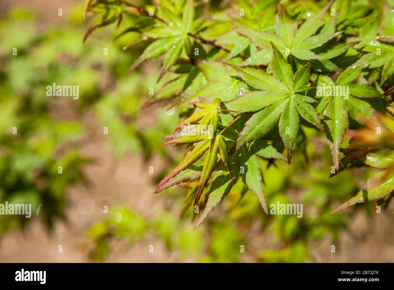 Green maple leaf., three maple leaves have changed color in fall Stock ...