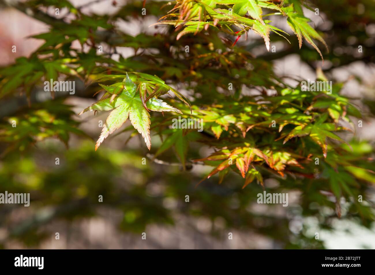 Maple foliage changed color hi-res stock photography and images - Alamy