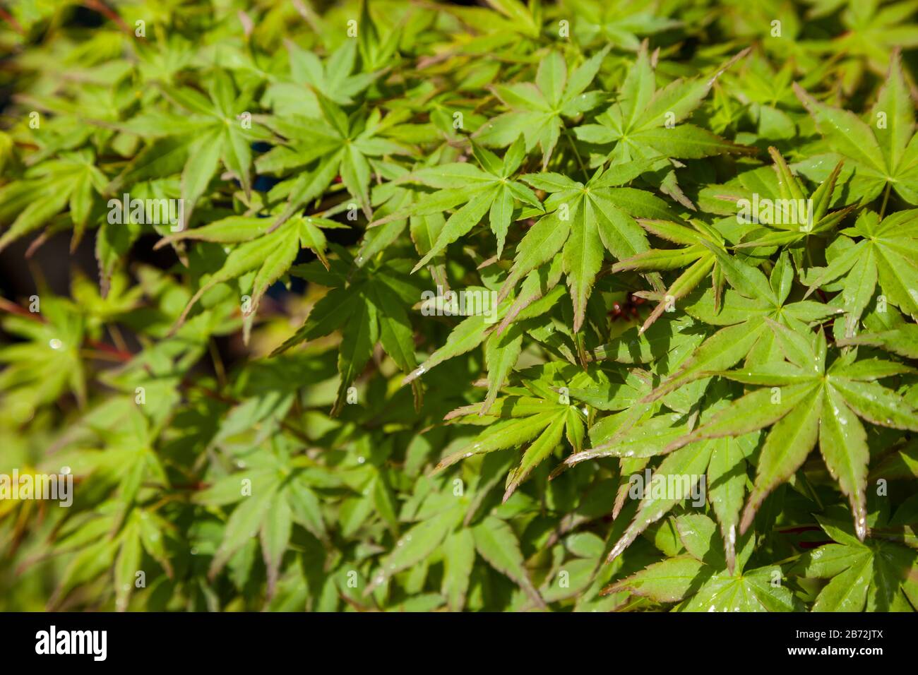 Green maple leaf., three maple leaves have changed color in fall Stock ...