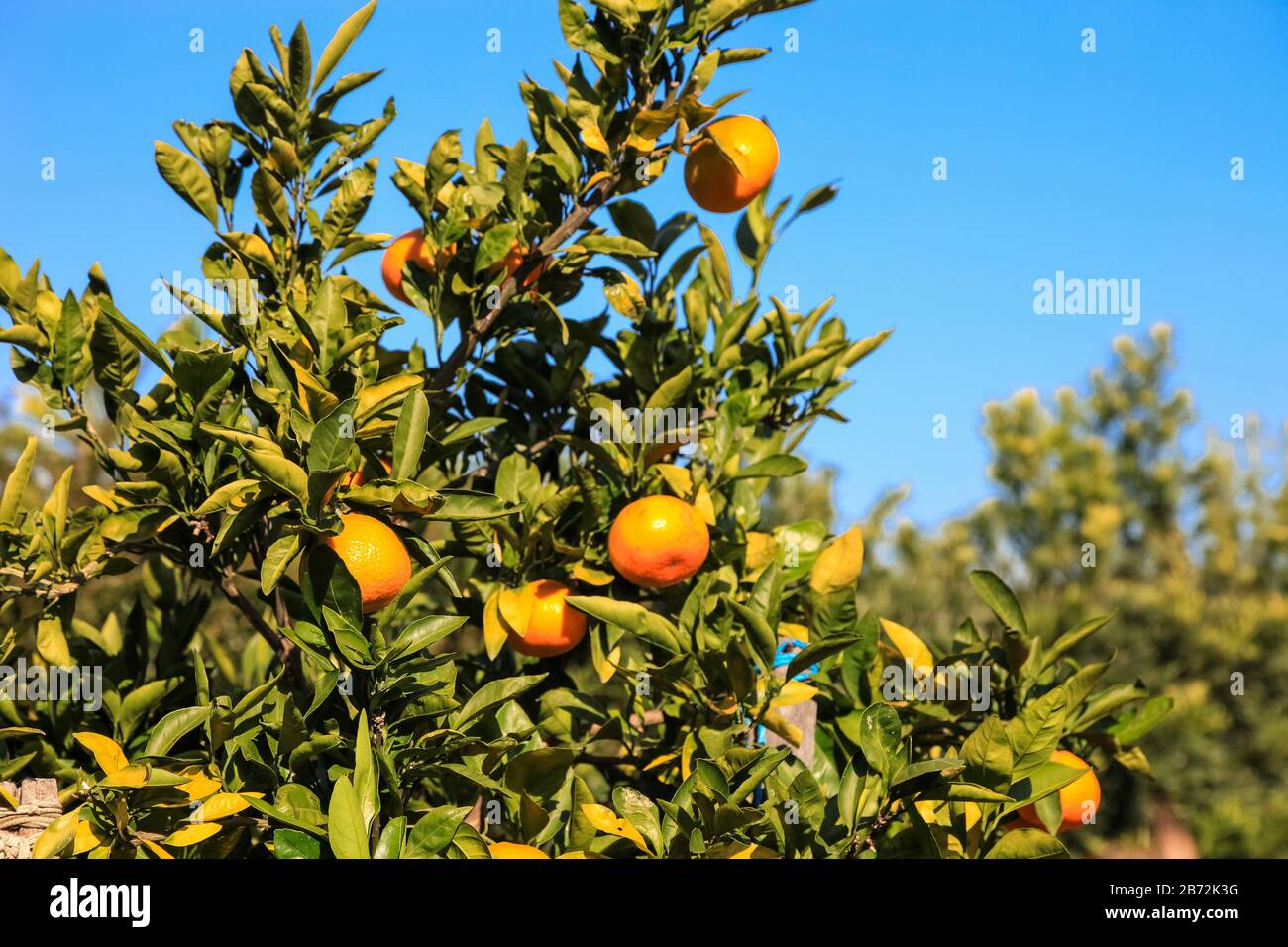 Branch orange tree fruits green leaves in Japan Stock Photo - Alamy