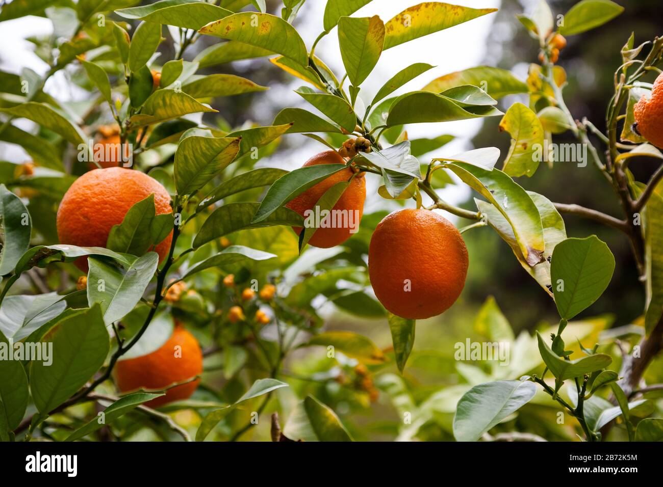 orange trees with fruits on plantation in Japan Stock Photo - Alamy