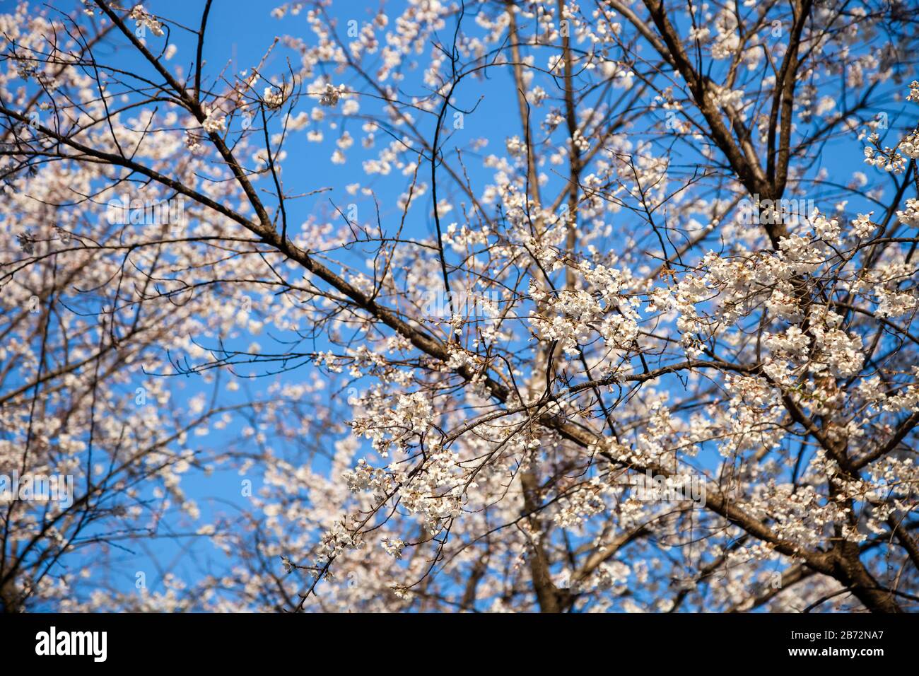 White blossom sakura flowers on a spring day in Japan., Beautiful ...