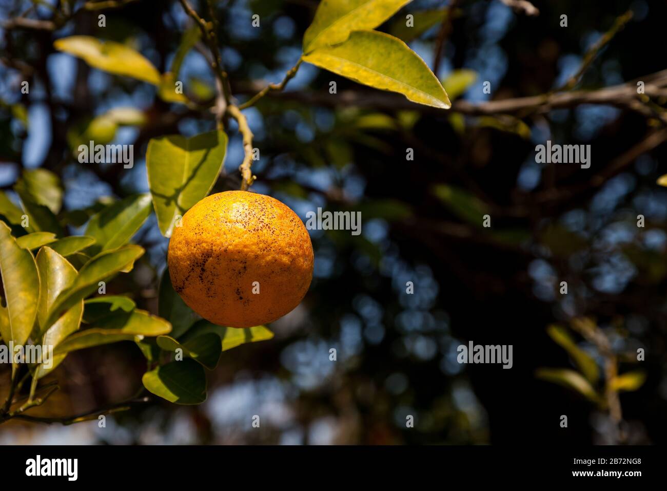 orange trees with fruits on plantation in Japan Stock Photo - Alamy