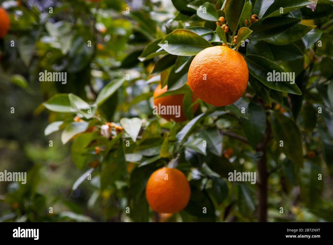 orange trees with fruits on plantation in Japan Stock Photo - Alamy