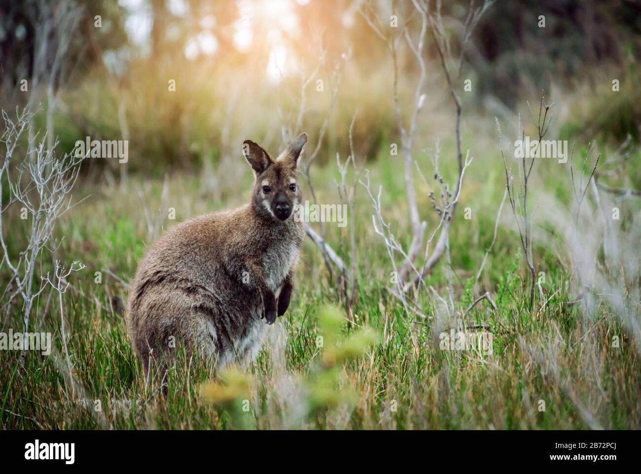 Australian wallabie hi-res stock photography and images - Alamy