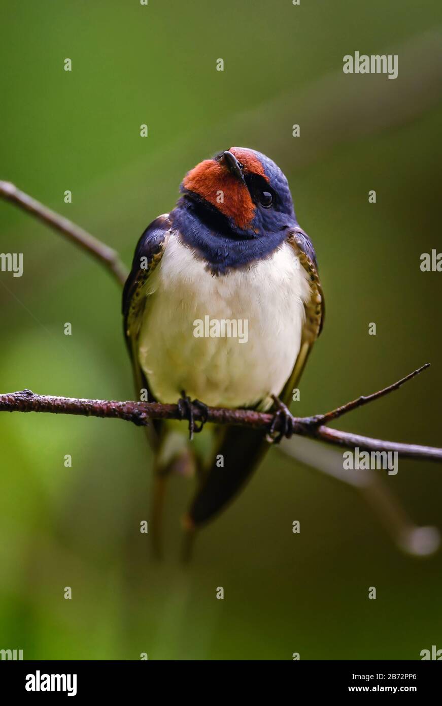 Swallow Beautiful Bird High Resolution Stock Photography and Images - Alamy