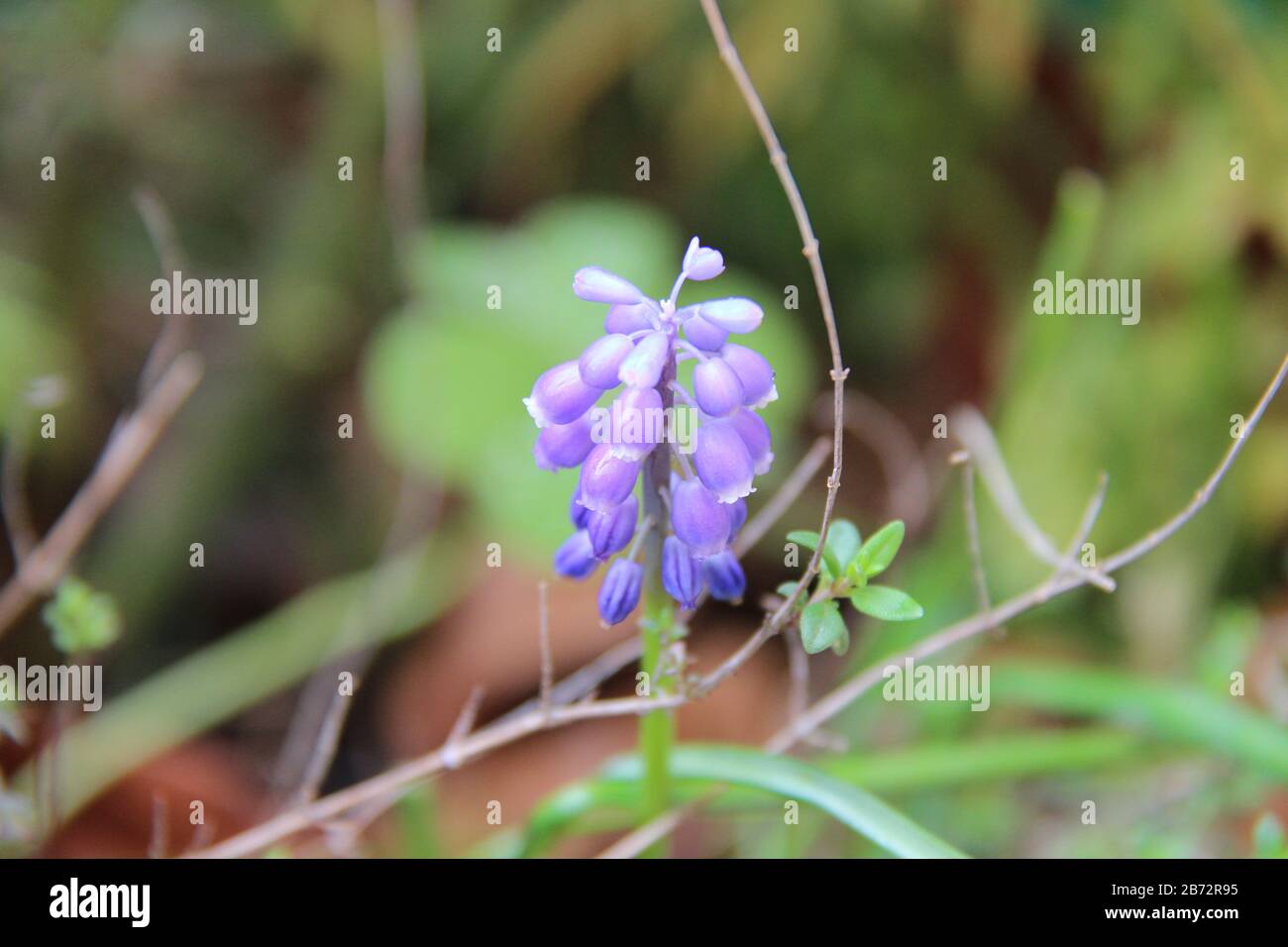 Stagione primavera hi-res stock photography and images - Alamy