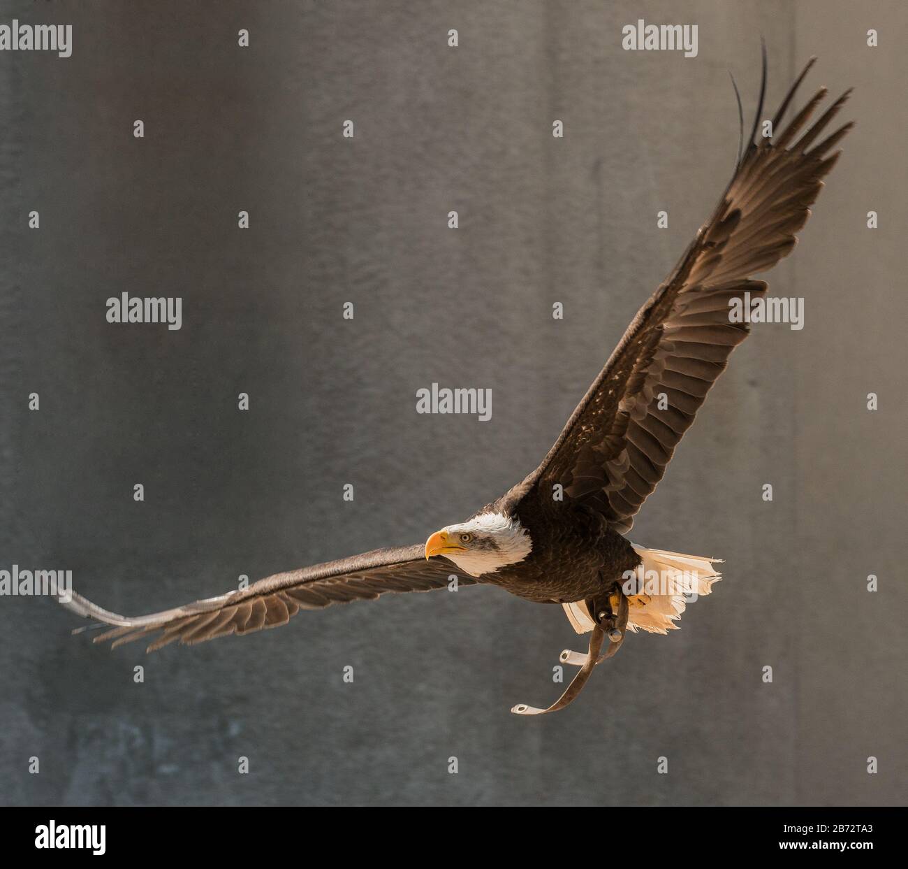 bald eagle in flight against the wall in zoo Stock Photo - Alamy
