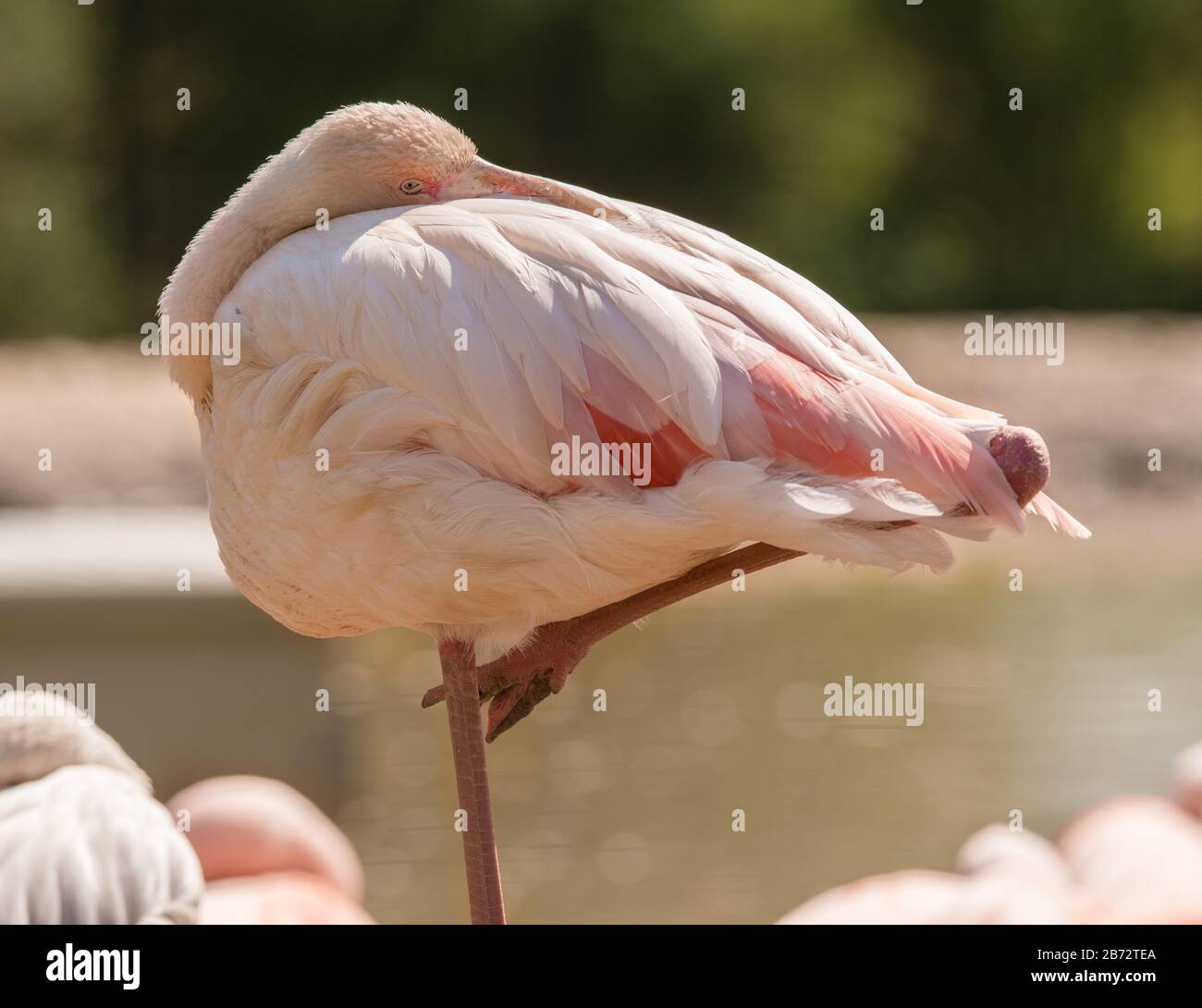 pink flamingo bird resting on one leg with head on the back in zoo ...