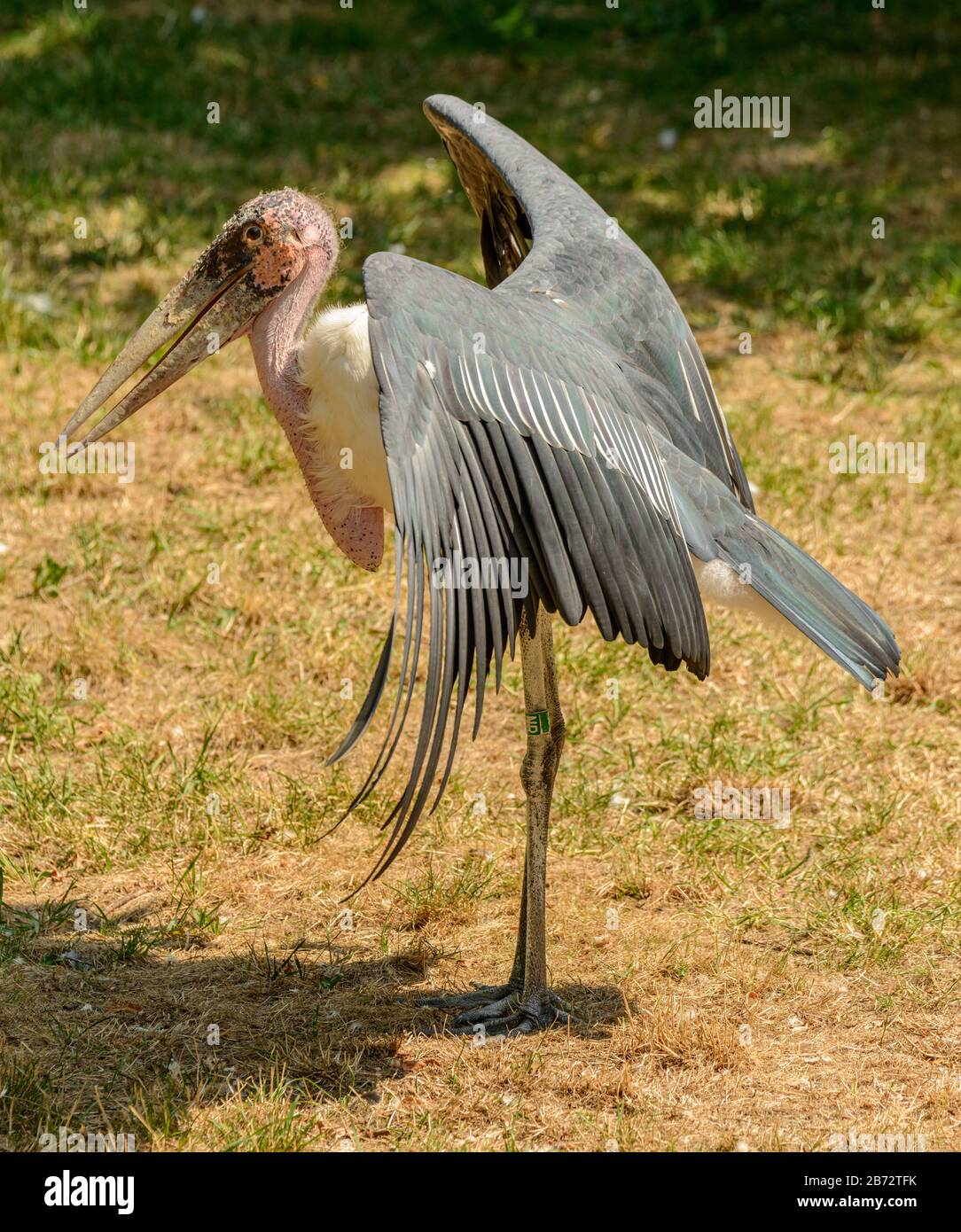 Adjutant wing hi-res stock photography and images - Alamy