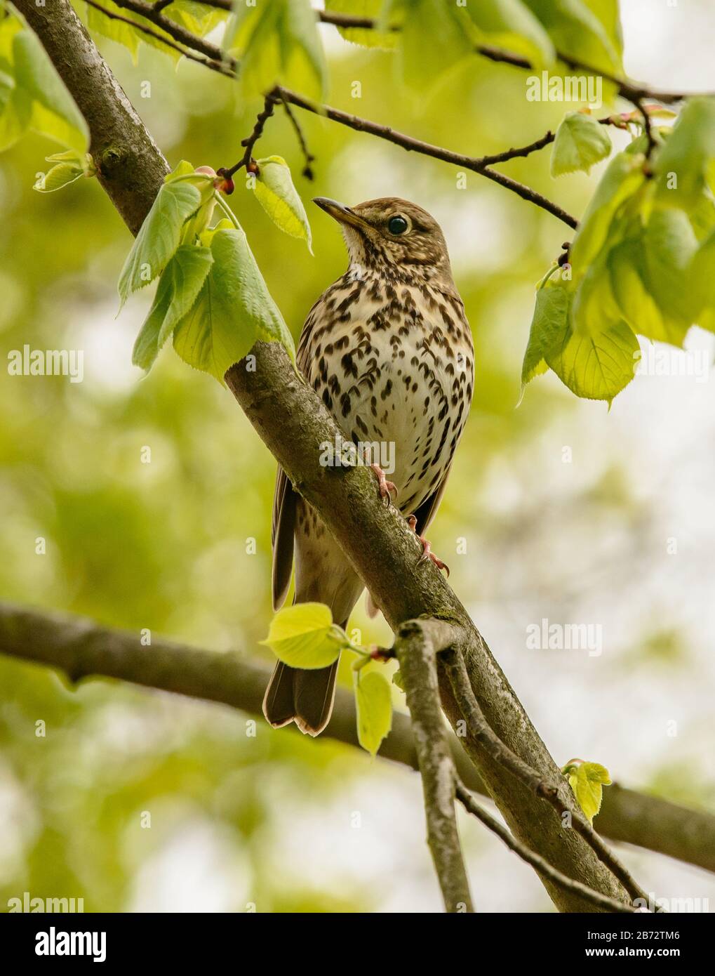 song thrush on tree branch Stock Photo - Alamy