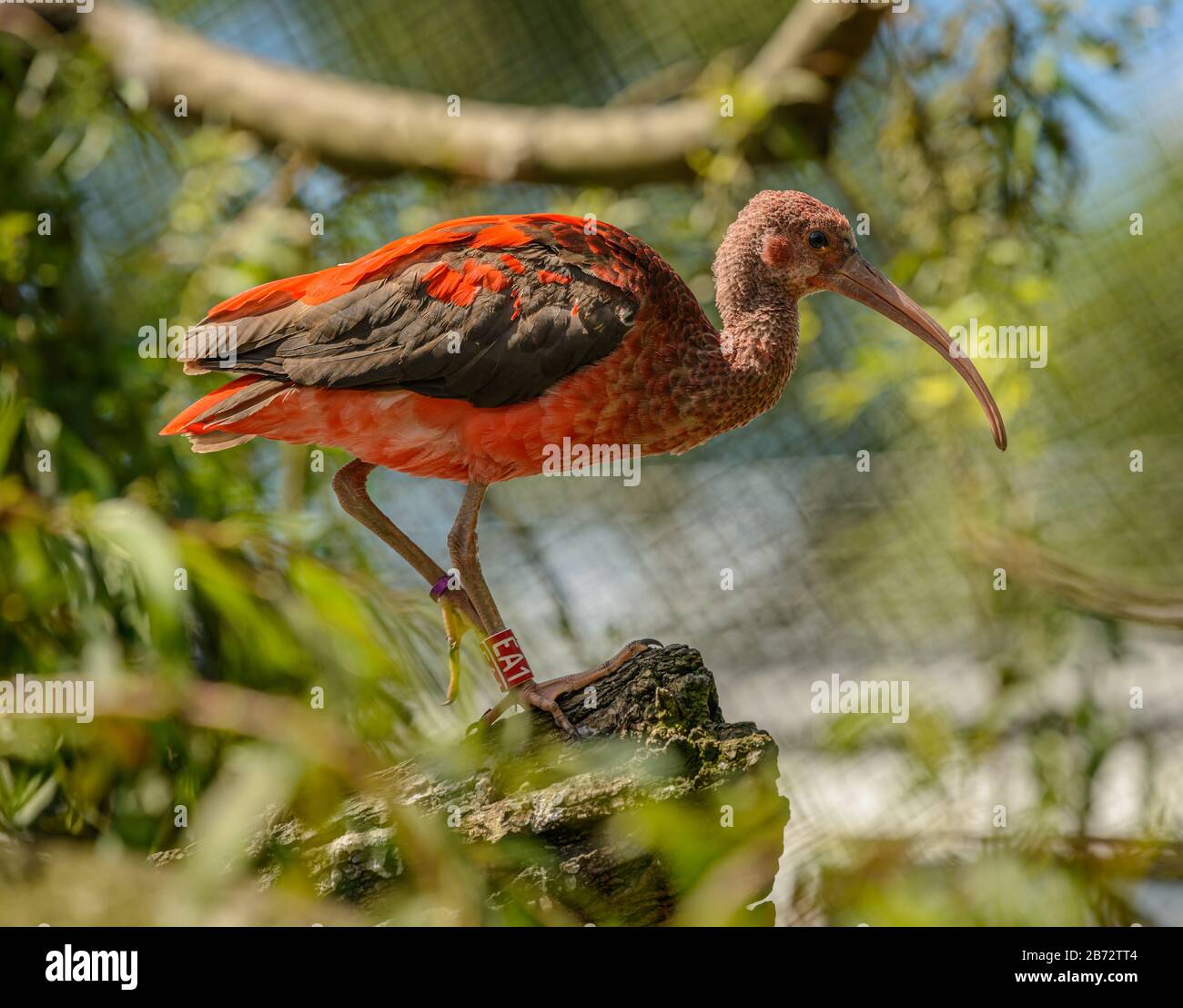 Scarlet plumage hi-res stock photography and images - Alamy