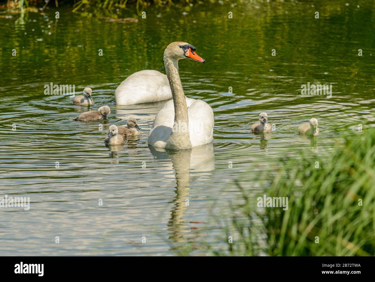 swan family on a lake, wild Stock Photo - Alamy