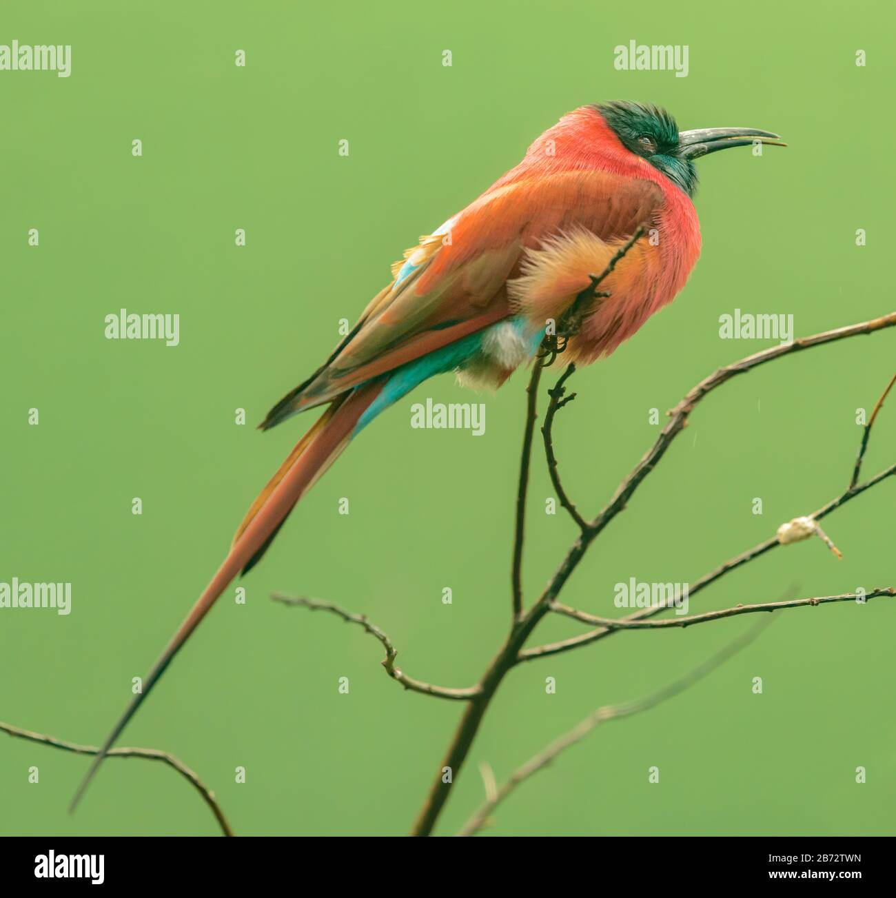 Bee eater bird hi-res stock photography and images - Alamy