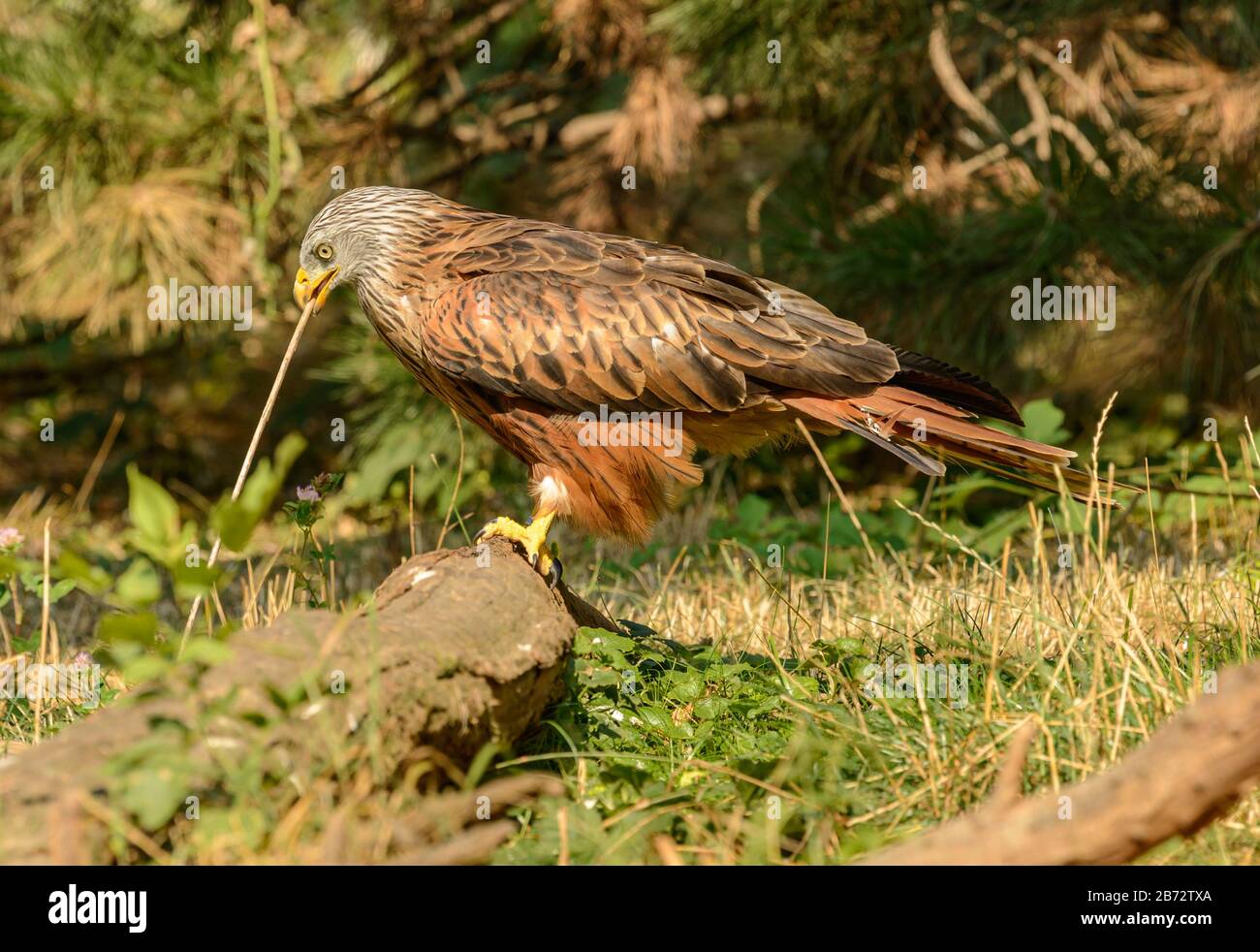 Beak as tool hi-res stock photography and images - Alamy