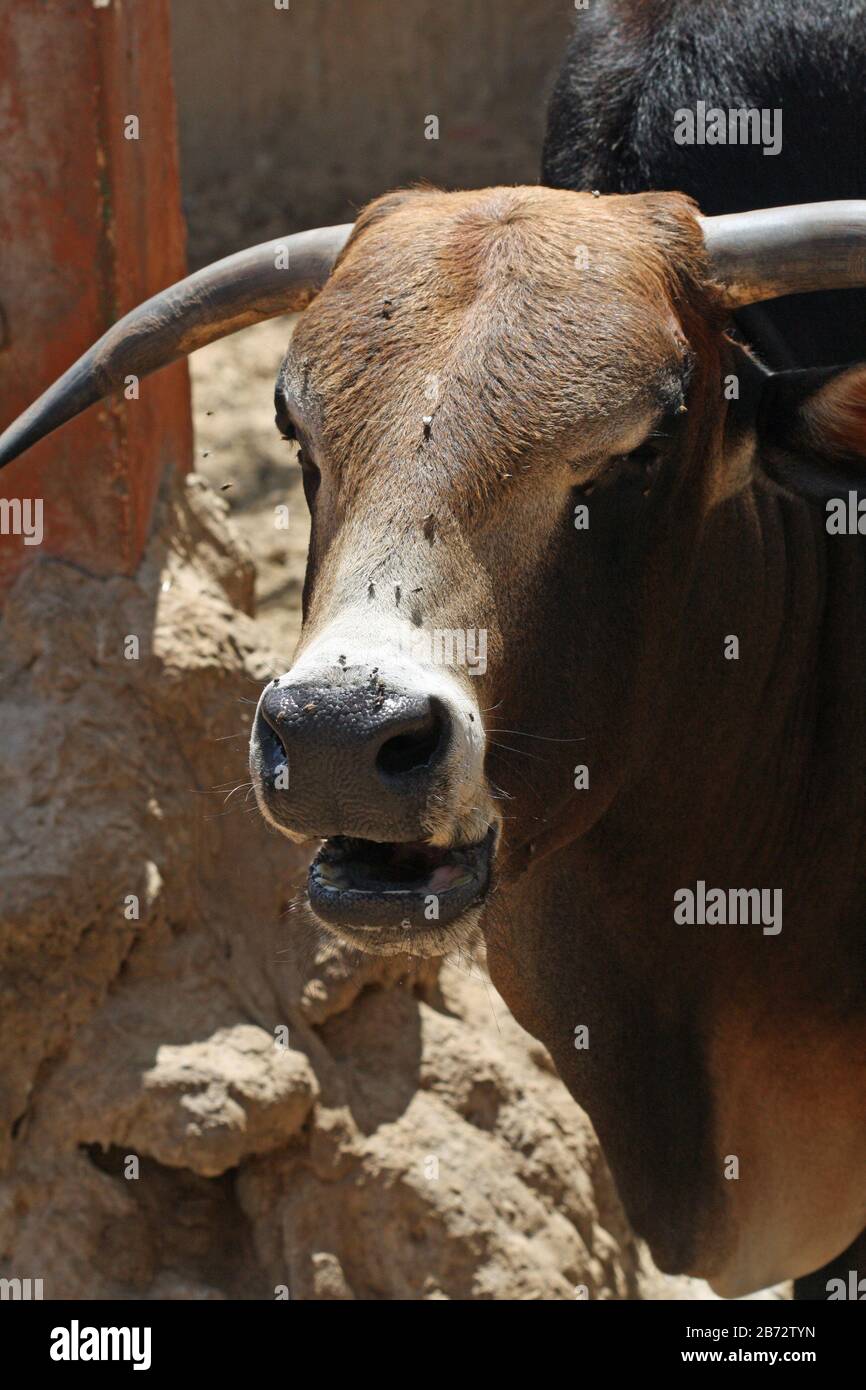Zebu rind hi-res stock photography and images - Alamy