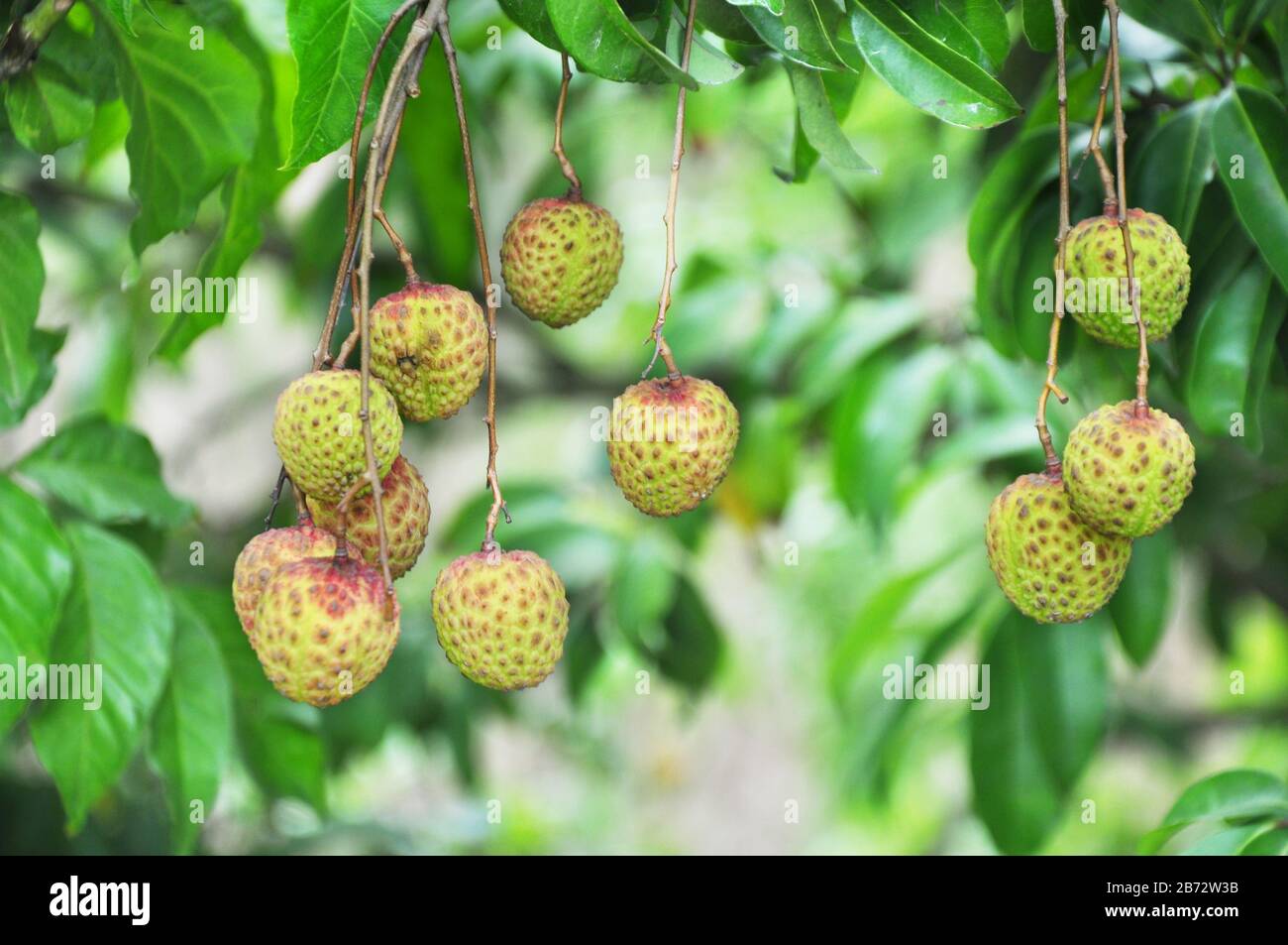 Litchi tree hi-res stock photography and images - Alamy