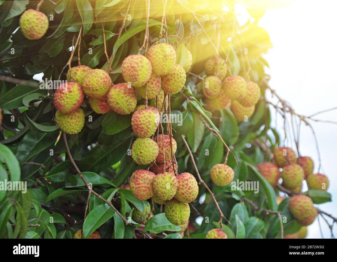 Litchi tree hi-res stock photography and images - Alamy