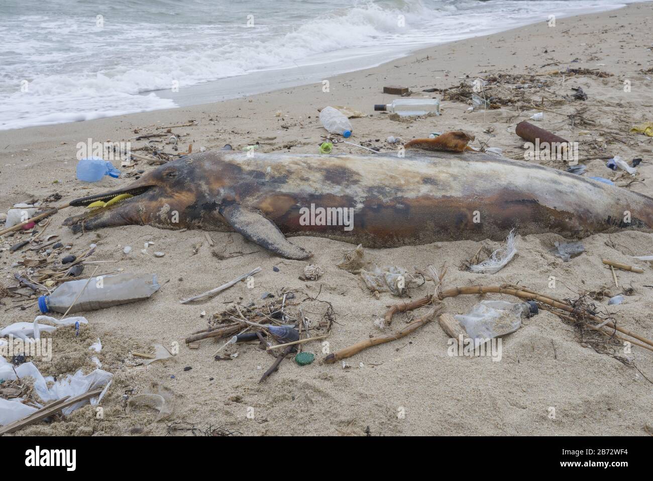 Sea animal plastic rubbish hi-res stock photography and images - Alamy