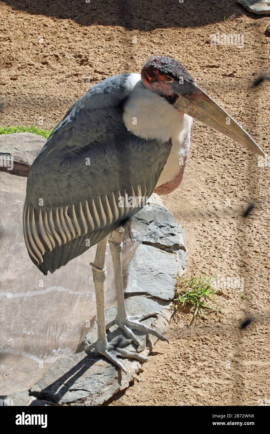 Marabou storch hi-res stock photography and images - Alamy