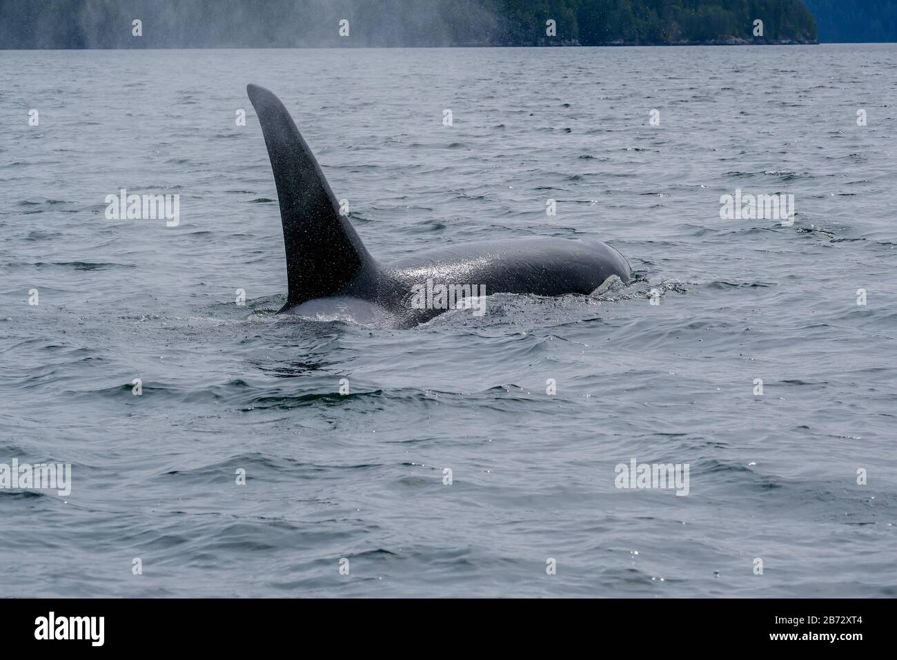 Killer Whale Tail High Resolution Stock Photography and Images - Alamy