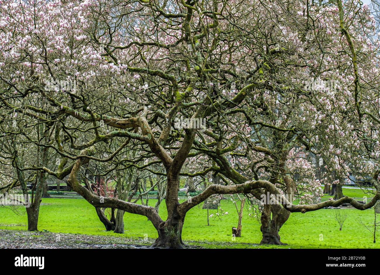 Bute Park in early Spring, with Magnolia Trees blossoming. Bute Park is ...