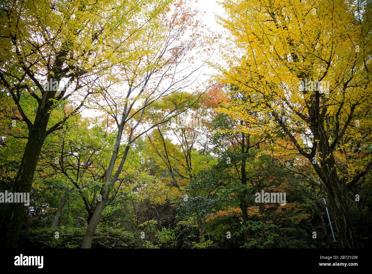 Gingko trees hi-res stock photography and images - Alamy