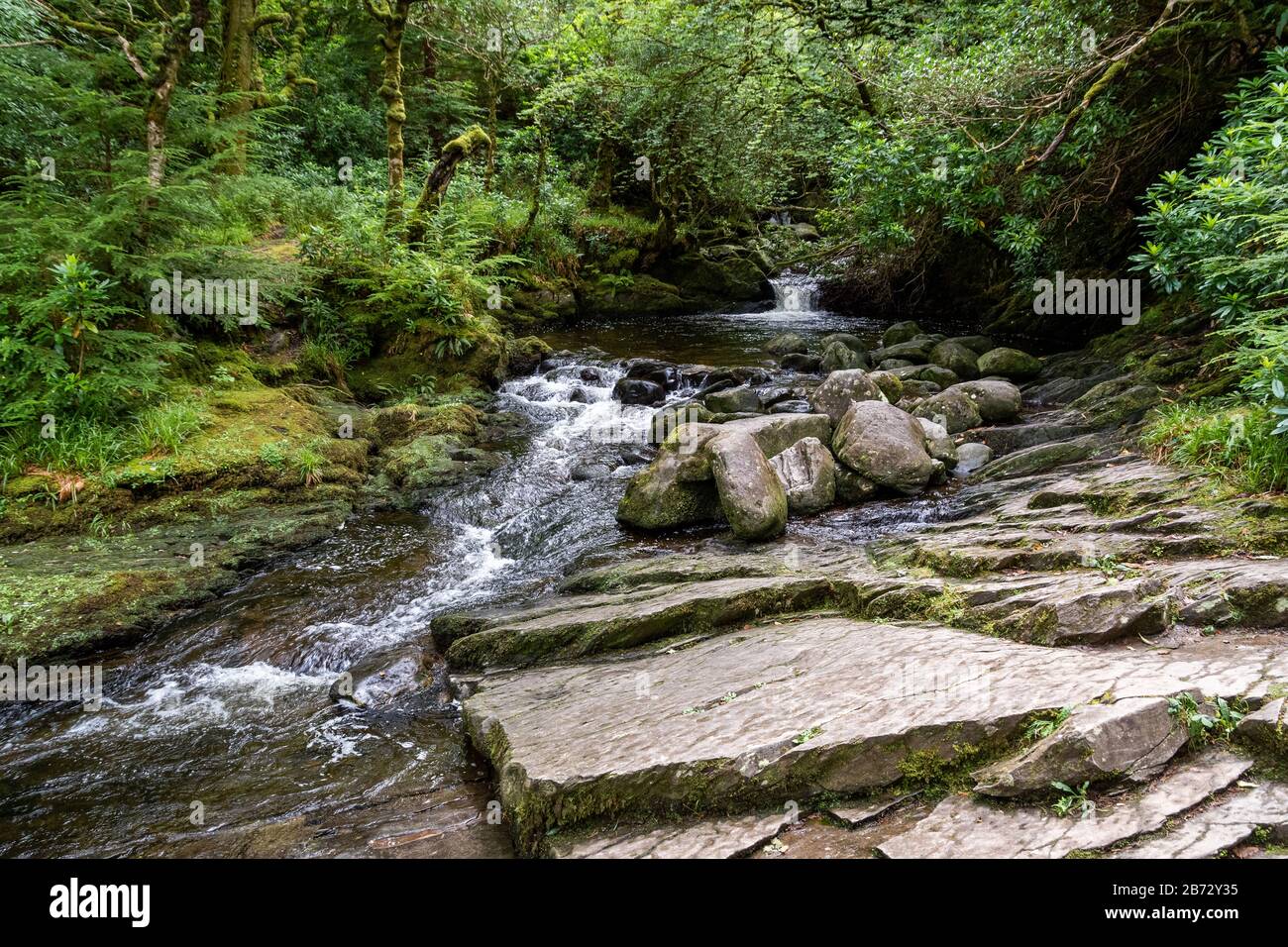 Colorful forest killarney national park hi-res stock photography and ...