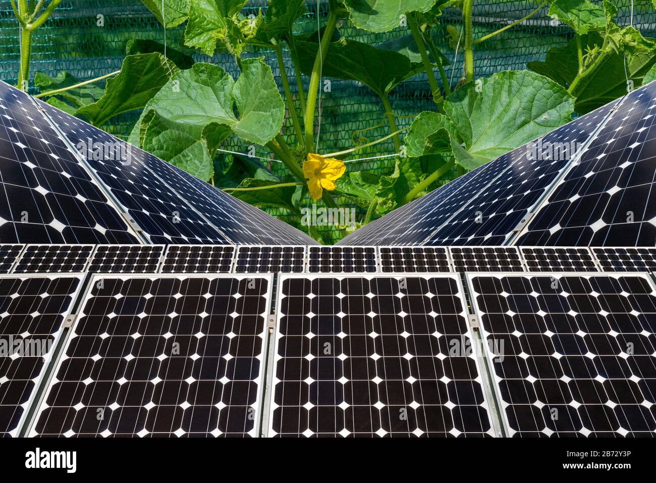 Photo collage of solar panels against the crops background - conceptual ...