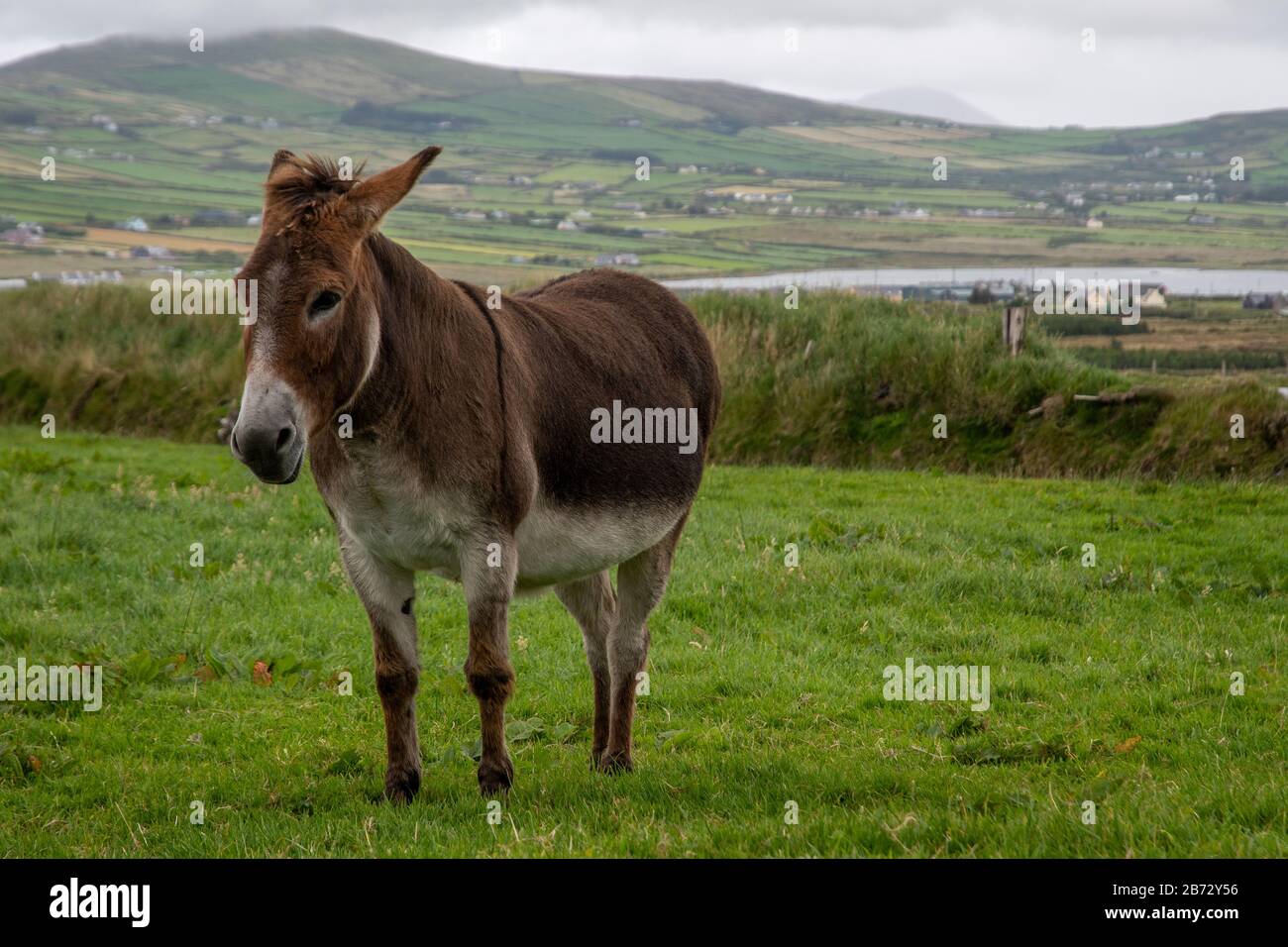 Donkey on the Ring of Kerry in Ireland Stock Photo - Alamy
