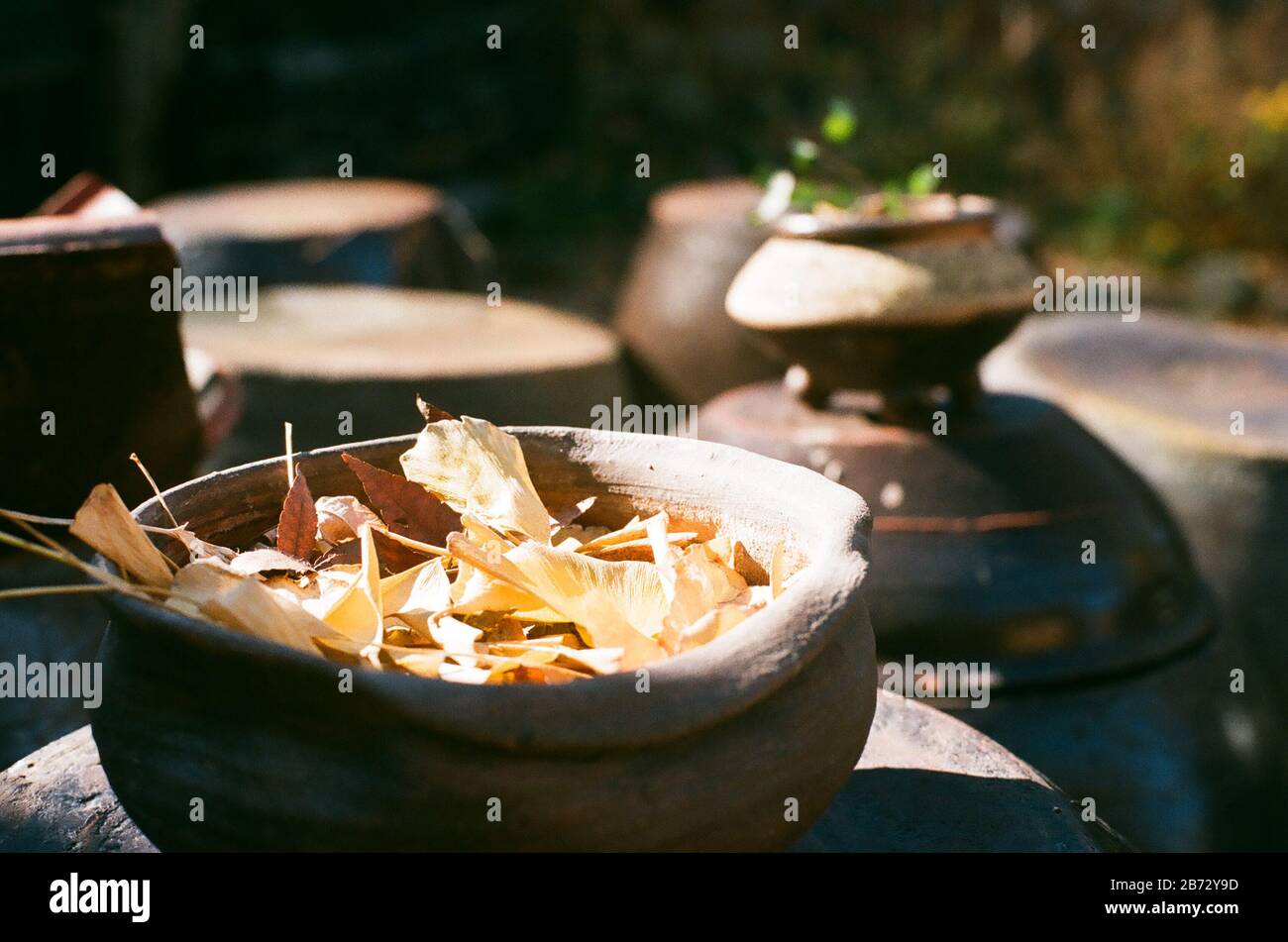 fallen leaves in a jar Stock Photo - Alamy