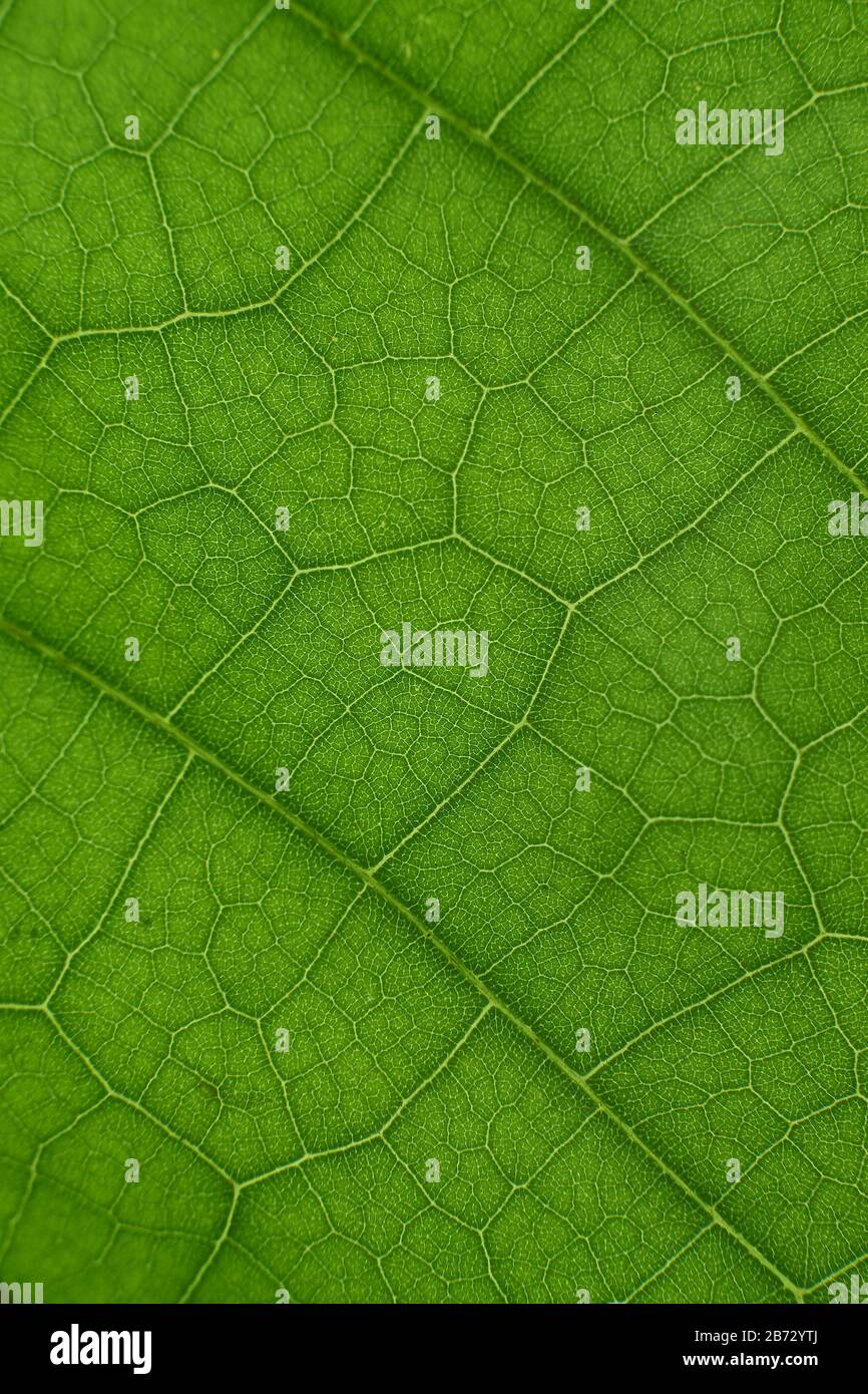 green leaf with anatomy and structure, macro view anatomy and texture ...
