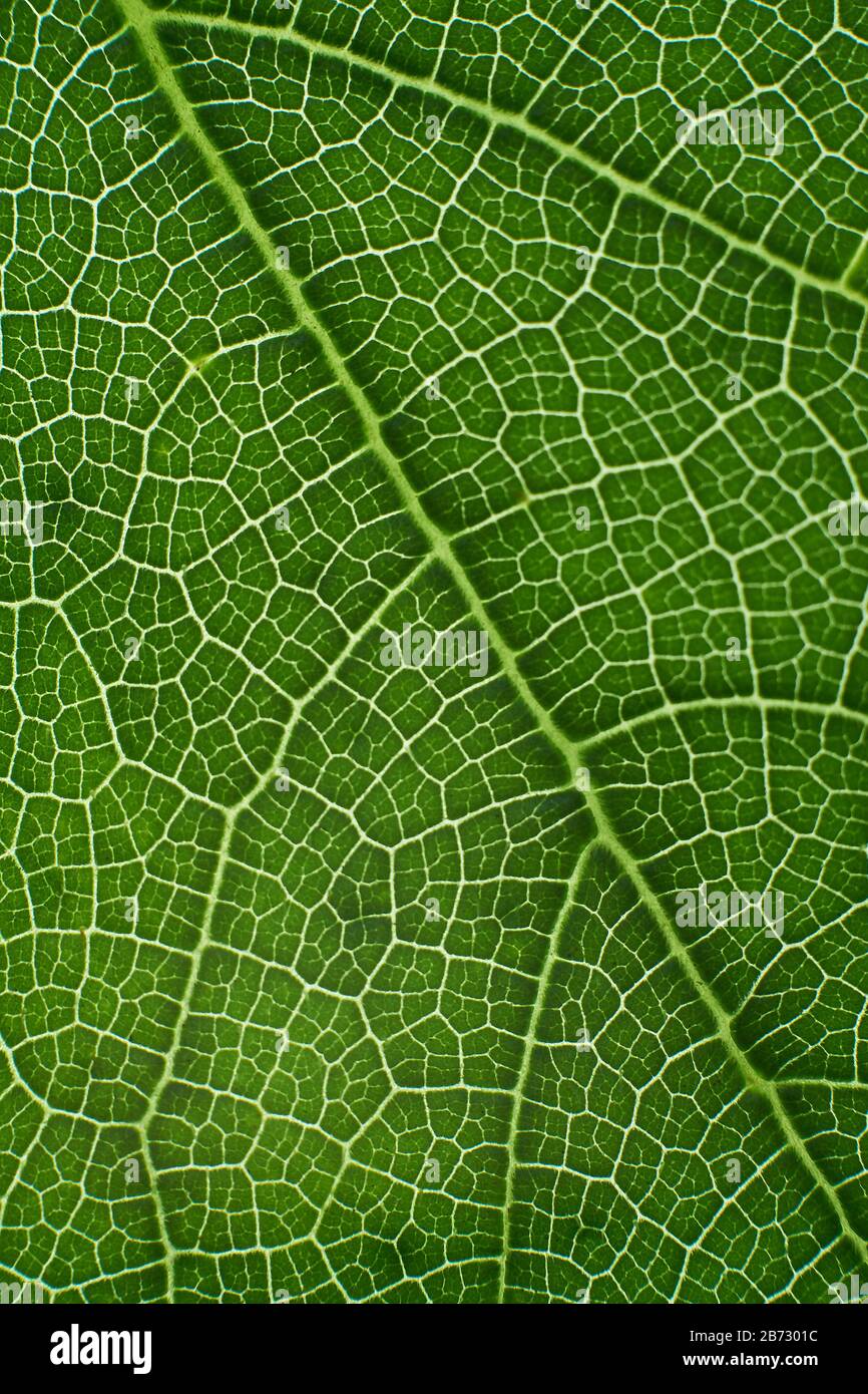 green leaf with anatomy and structure, macro view anatomy and texture ...