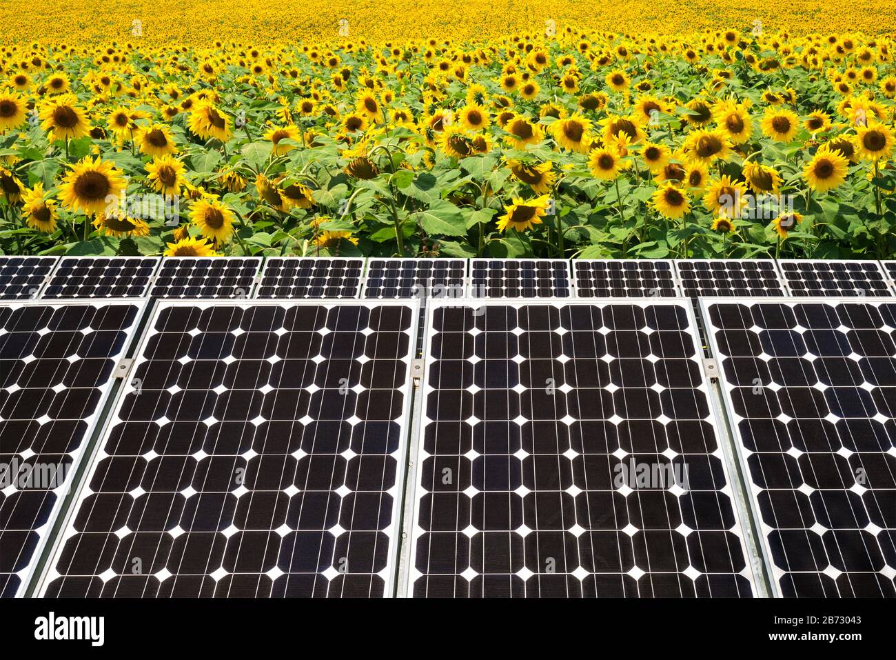 Photo collage of solar panels against the crops background - conceptual ...