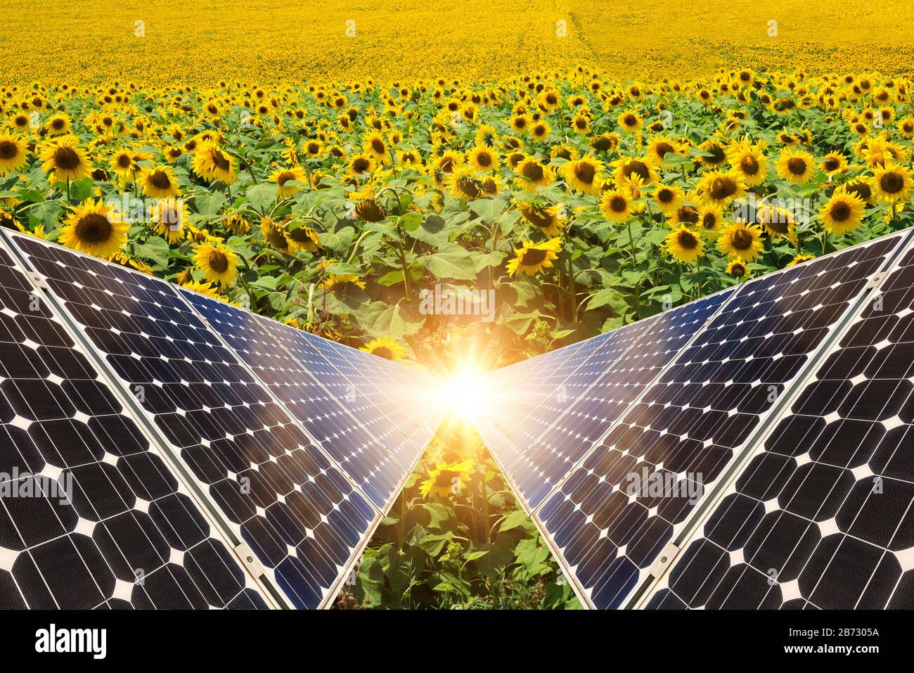 Photo collage of solar panels against the crops background - conceptual ...