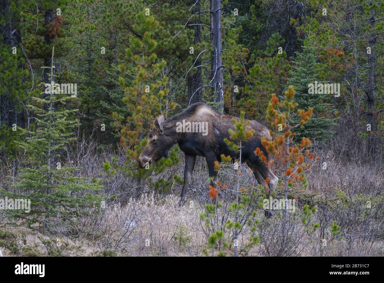 A moose wanders through the forests in Banff National Park, Alberta ...