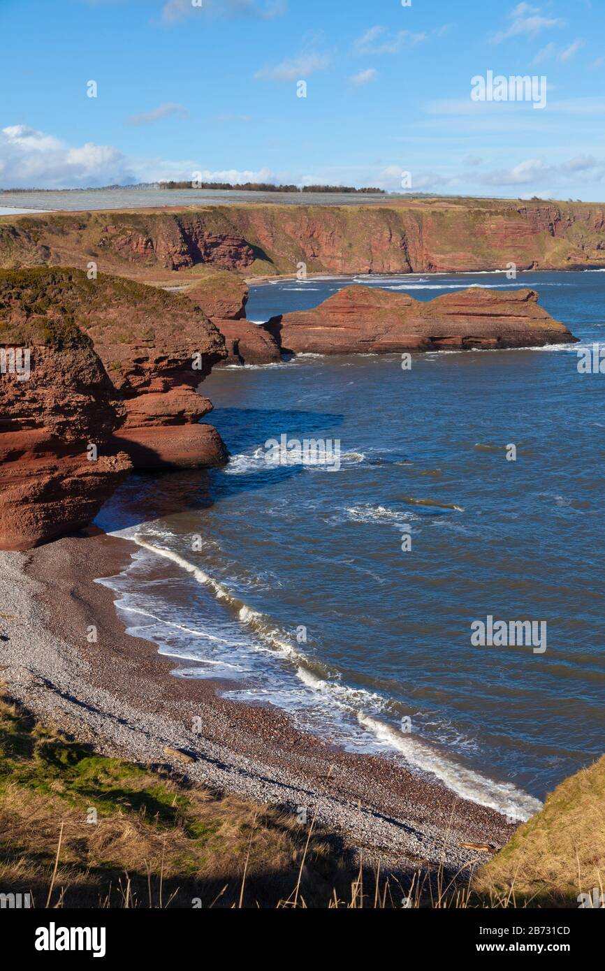 The red sandstone cliffs along the Angus Coastal Path near Arbroath ...