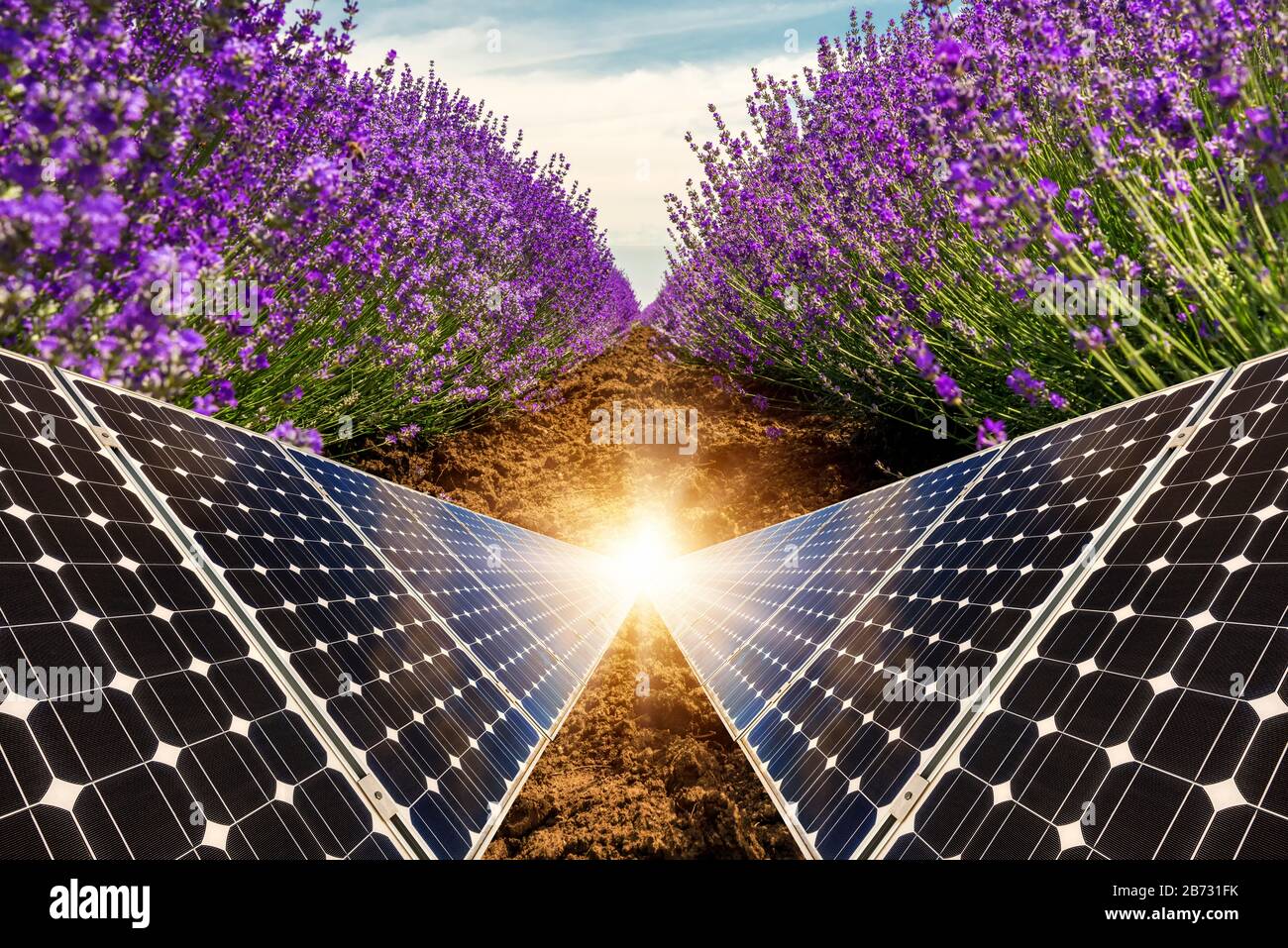 Photo collage of solar panels against the crops background - conceptual ...