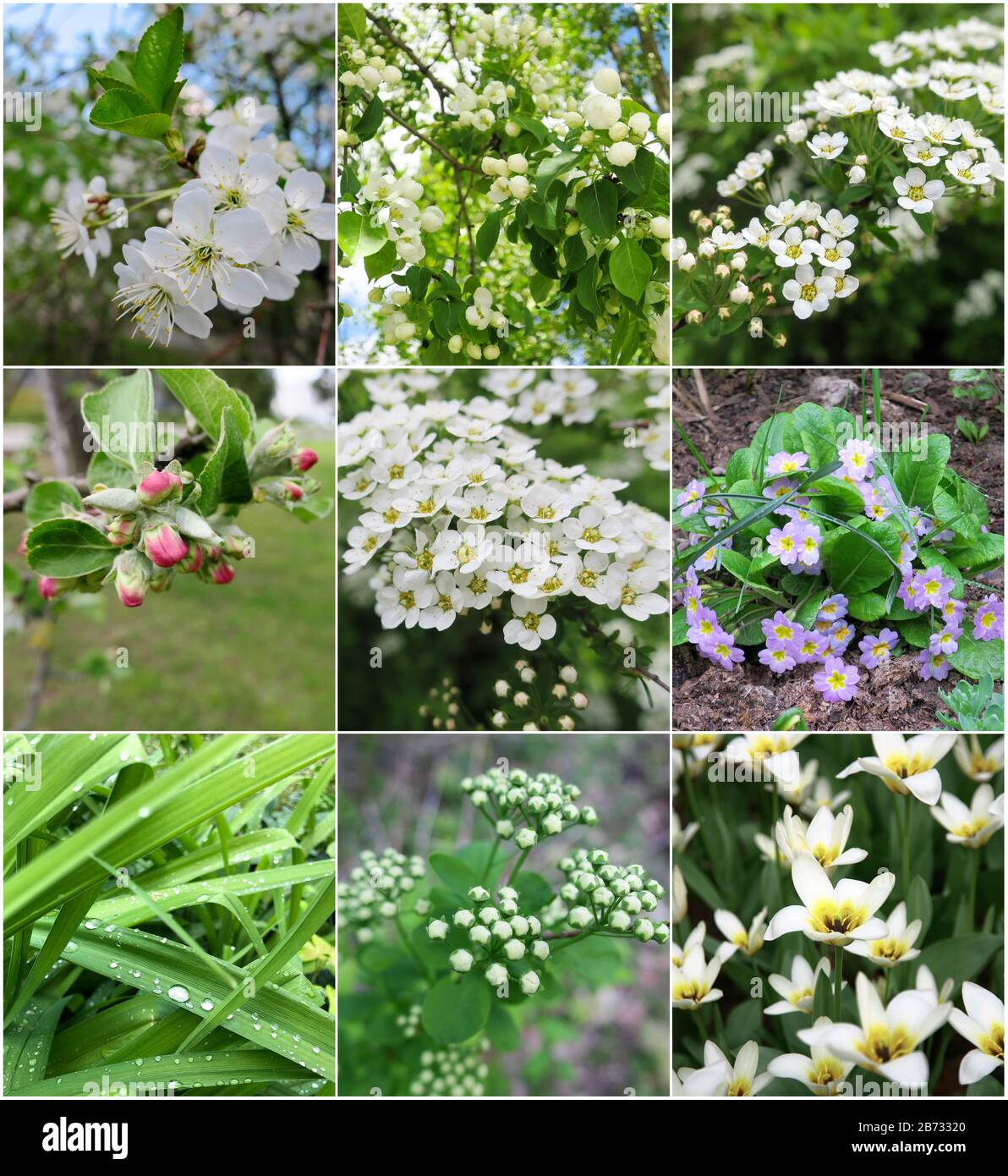 Pink tulip flowers water Cut Out Stock Images & Pictures - Alamy