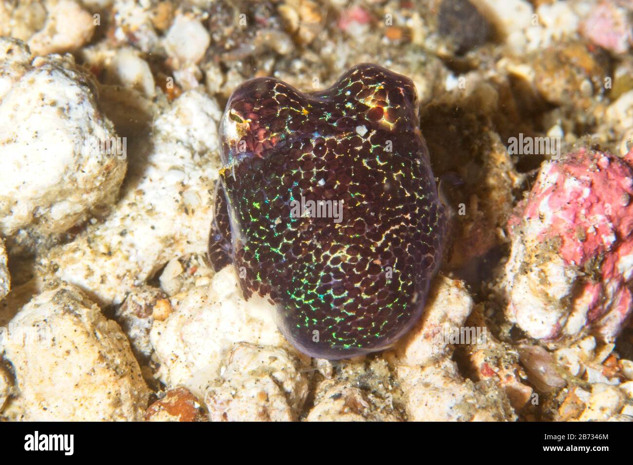 Bobtail squids hi-res stock photography and images - Alamy