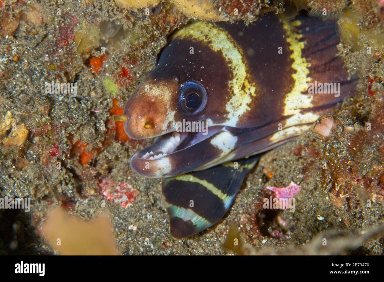 Echidna polyzona hi-res stock photography and images - Alamy