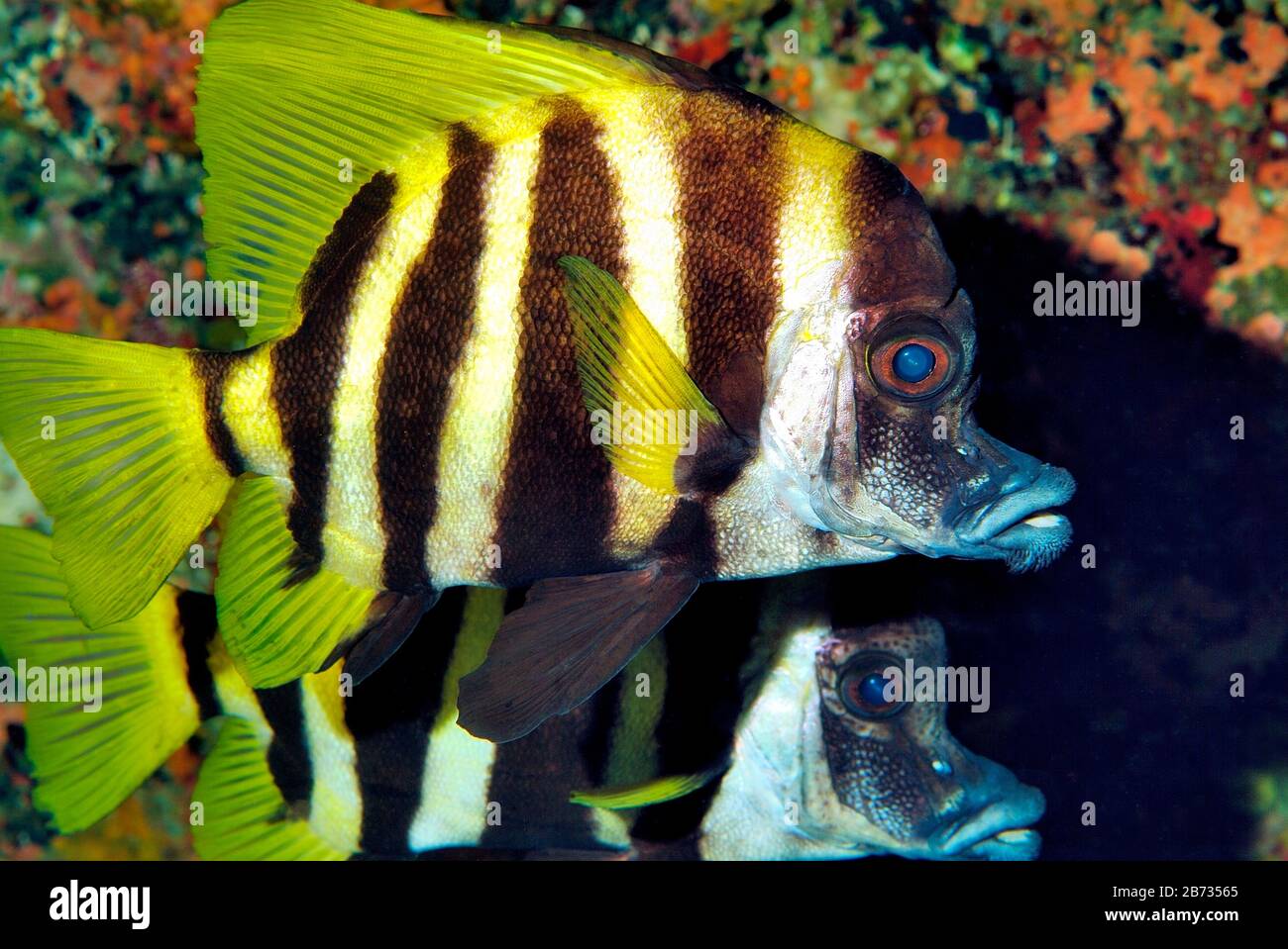 Class Dx High Resolution Stock Photography and Images - Alamy