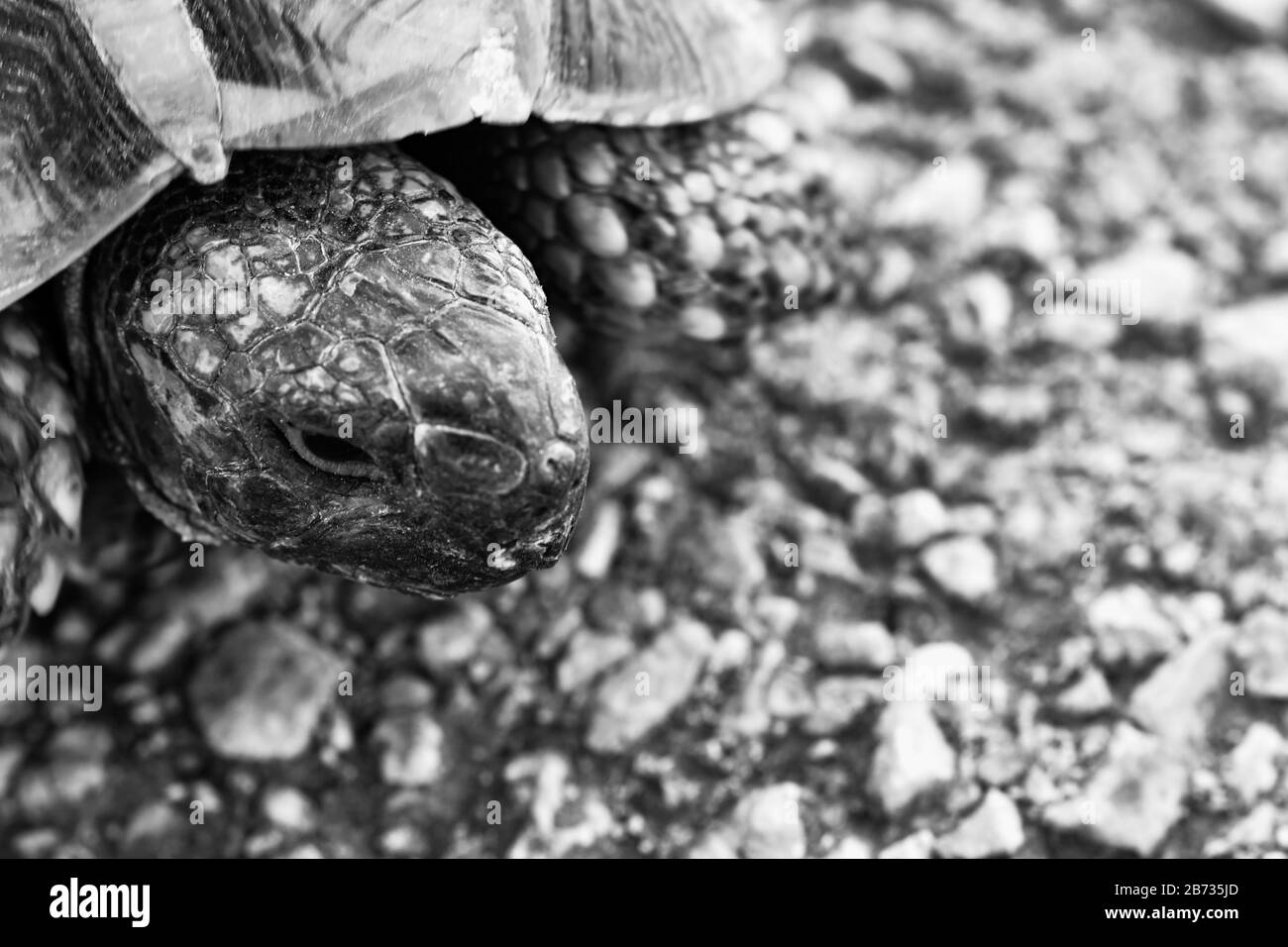 Shy concept Black and White Stock Photos & Images - Alamy