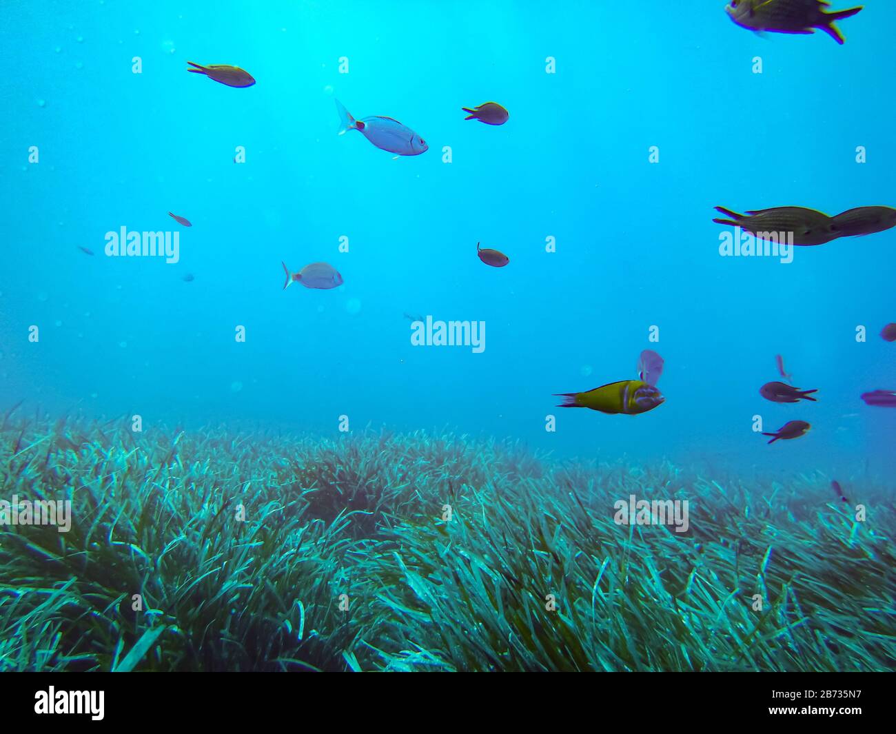 underwater diving during summer gazing a school of colorfoul fish Stock ...