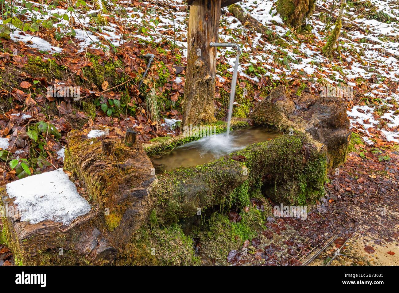 Mossy water trough in Eistobel gorge, Bavaria, Germany, in late winter ...