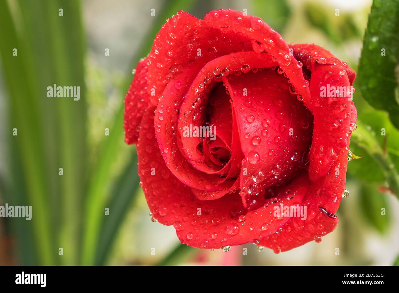 Morning freshness hi-res stock photography and images - Alamy