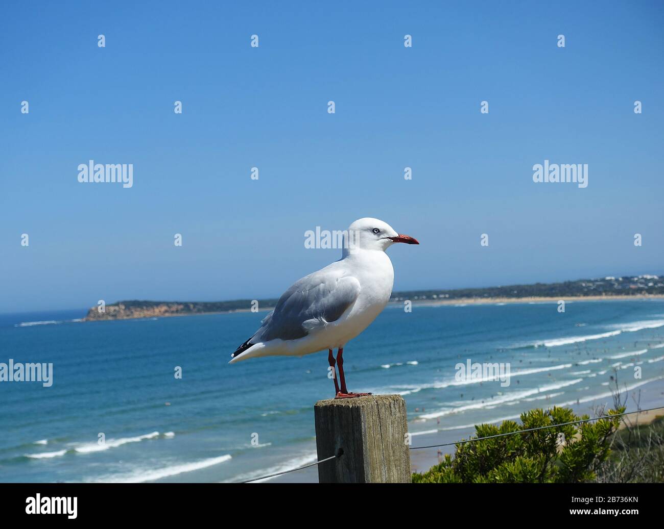 Australian seagull hi-res stock photography and images - Alamy