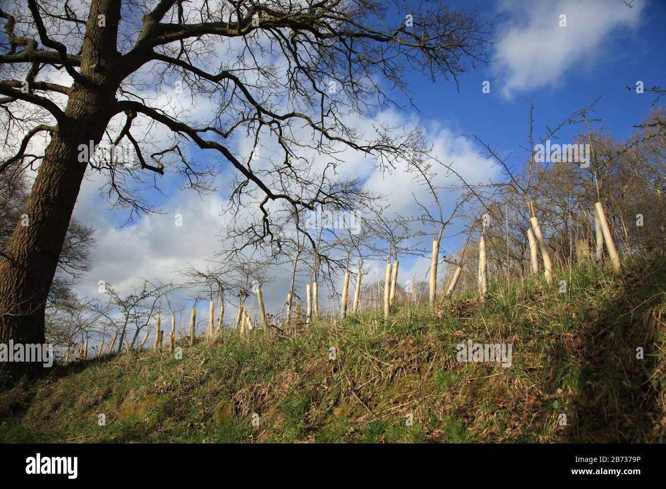 Newly planted hedgerow with spiral tree guards fitted Stock Photo - Alamy