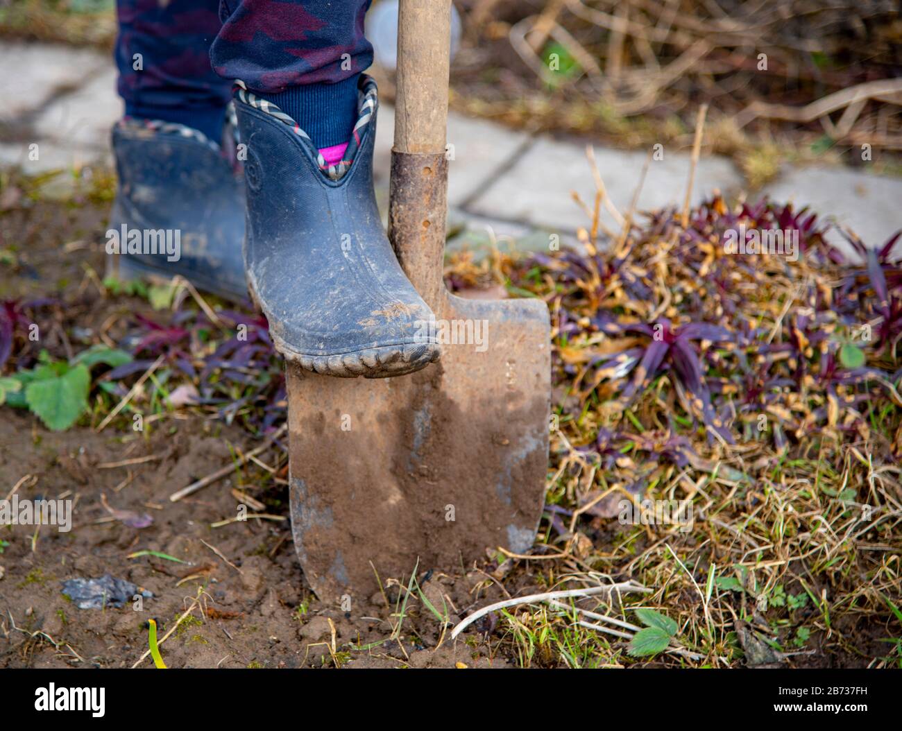 A foot in a rubber boot and a shovel on the field Stock Photo - Alamy