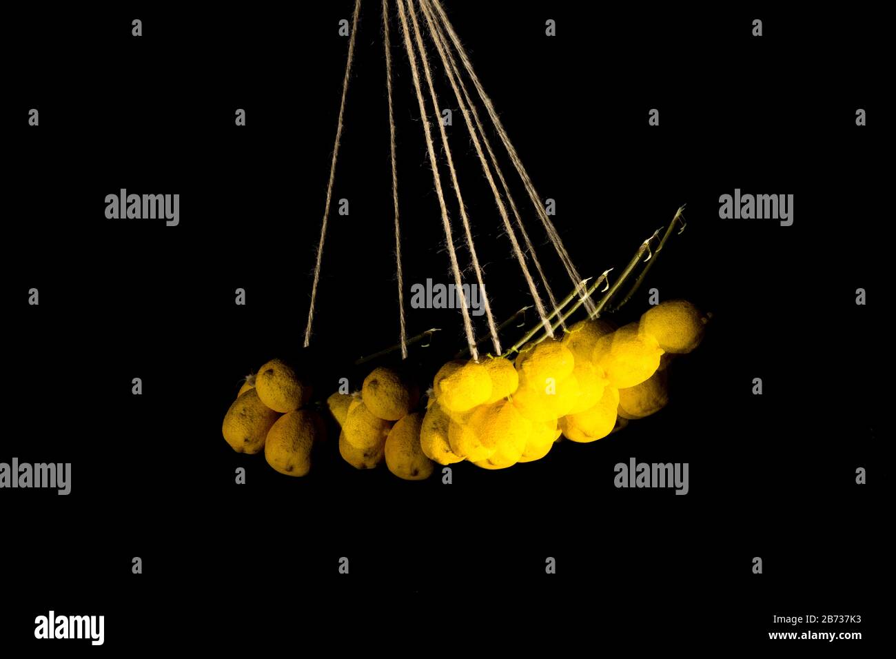 Lemons rich in vitamins C and with a pleasant smell, acid taste, ideal ...